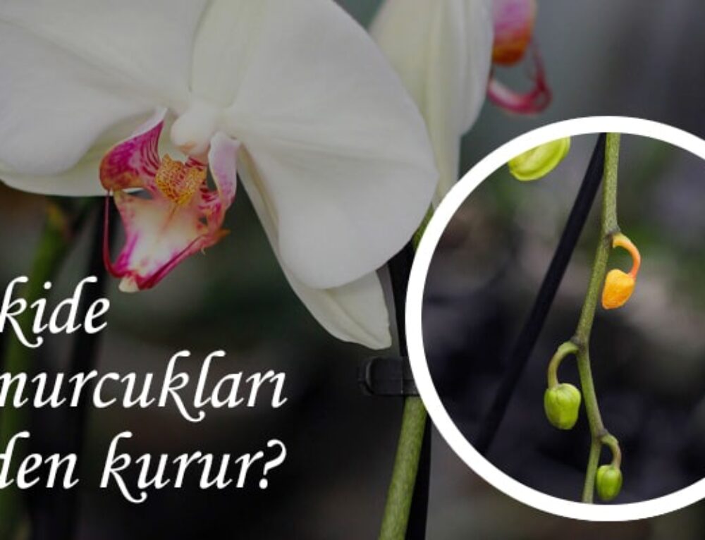 Orkide nasıl budanır? | Orkide budama zamanı ve mevsimi
